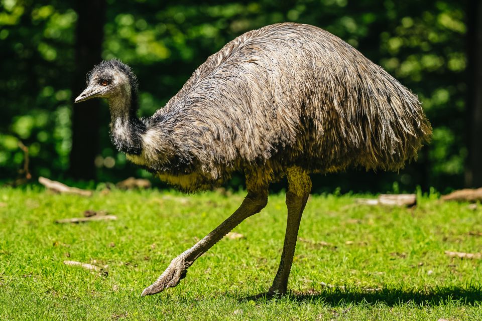 Boston: Franklin Park Zoo Entry Ticket - Is Franklin Park Zoo Worth It?