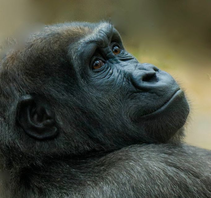 Boston: Franklin Park Zoo Entry Ticket - Practical FAQs