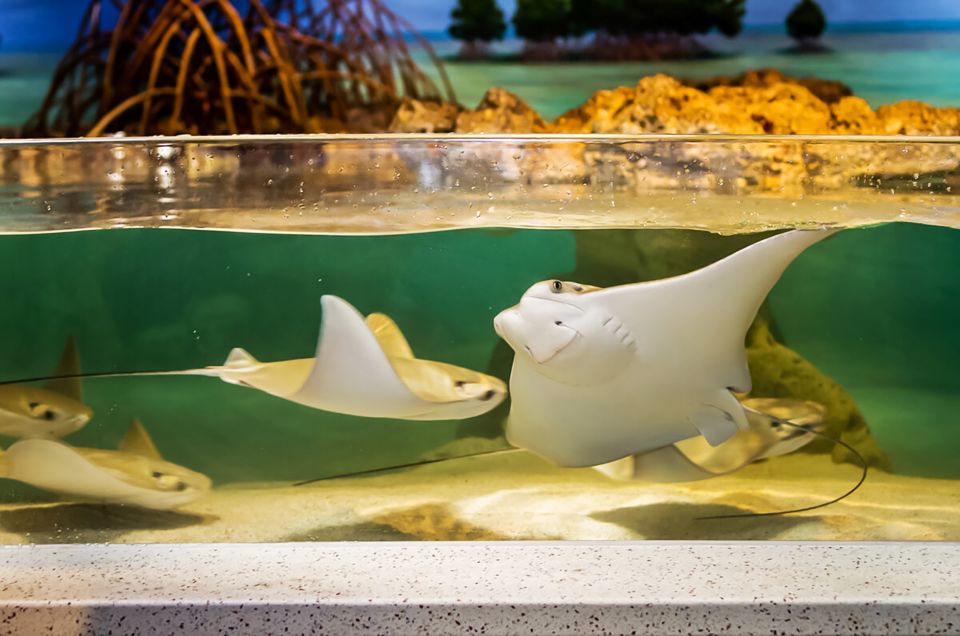 Boston: New England Aquarium Skip-the-Line Entry Ticket - FAQ