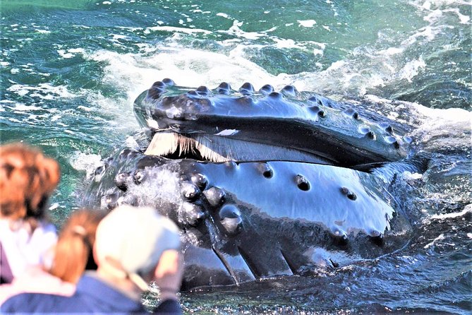 Boston Whale Watching Cruise by High-Speed Catamaran - Key Points