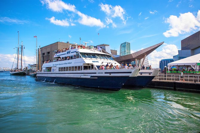 Boston Whale Watching Cruise by High-Speed Catamaran - The Itinerary: What to Expect on Your Whale-Watching Adventure