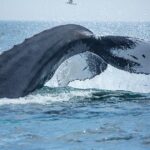 Boston Whale Watching Cruise by High-Speed Catamaran - Why This Tour Offers Great Value