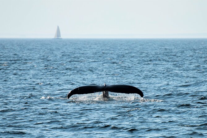 Boston Whale Watching Cruise by High-Speed Catamaran - FAQs