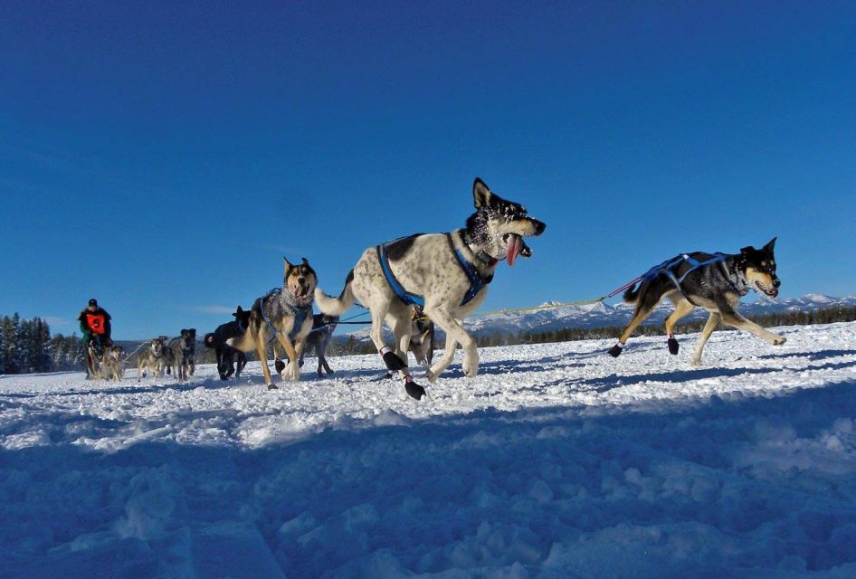 Bozeman: 6 Day Yellowstone Winter Wonderland Tour - Key Points