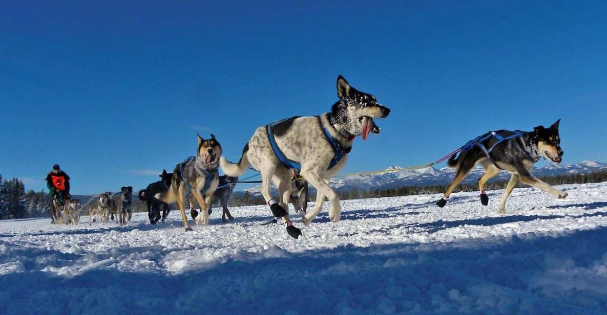 Bozeman: 6 Day Yellowstone Winter Wonderland Tour - An In-Depth Look at the Yellowstone Winter Tour