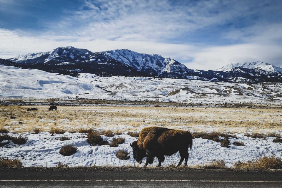 Bozeman: 6 Day Yellowstone Winter Wonderland Tour - Final Thoughts