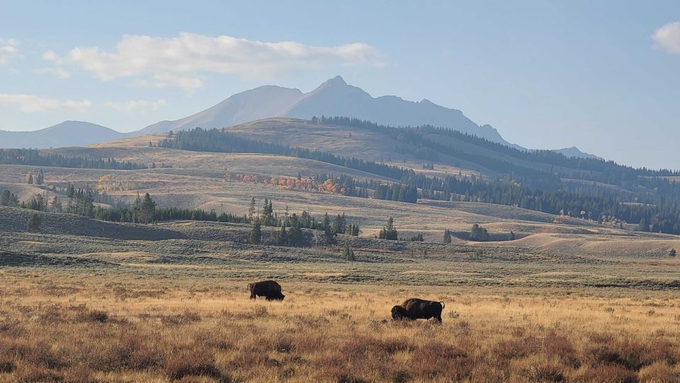 Bozeman: Yellowstone & Grand Teton National Park with Hotel - Who Would Love This Tour?