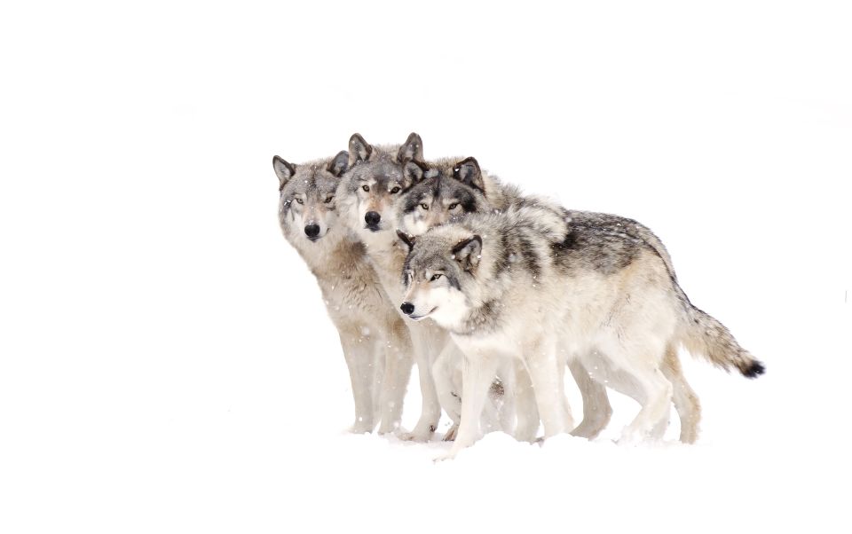 Bozeman: Yellowstone Wolves and Winter 4Day/3Night Adventure - An In-Depth Look at the Yellowstone Wolves and Winter Tour