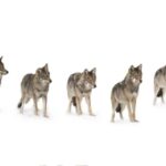 Bozeman: Yellowstone Wolves and Winter 4Day/3Night Adventure - What Makes This Tour a Value for Travelers
