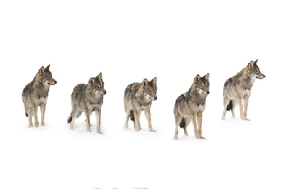 Bozeman: Yellowstone Wolves and Winter 4Day/3Night Adventure - What Makes This Tour a Value for Travelers