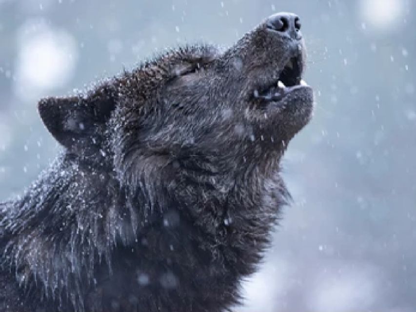 Bozeman: Yellowstone Wolves and Winter 4Day/3Night Adventure - The Experience of Wildlife and Landscape