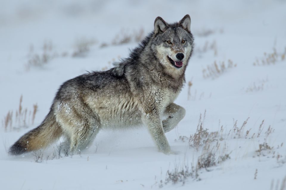 Bozeman: Yellowstone Wolves and Winter 4Day/3Night Adventure - Who Will Love This Tour?