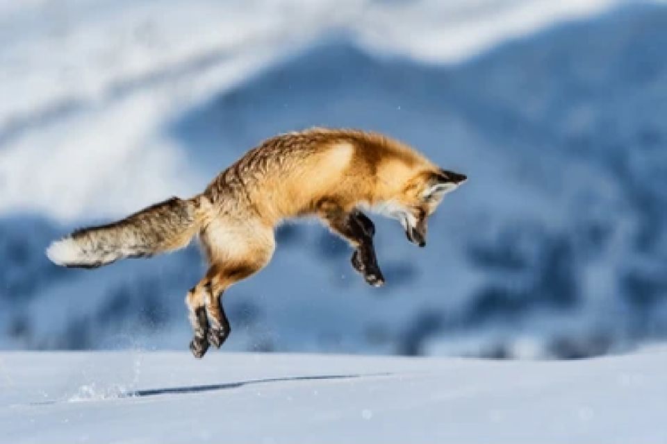 Bozeman: Yellowstone Wolves and Winter 4Day/3Night Adventure - Final Thoughts: Is It Worth It?