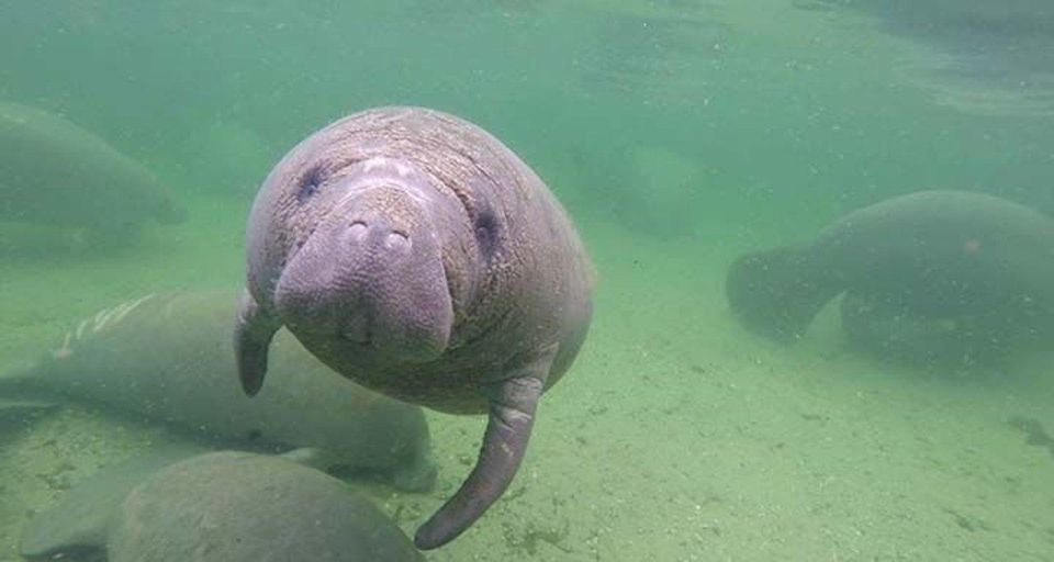 Bradenton: Anna Maria Island Guided Kayaking Manatee Tour - Key Points
