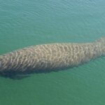 Bradenton: Anna Maria Island Guided Kayaking Manatee Tour - The Itinerary and What’s Included