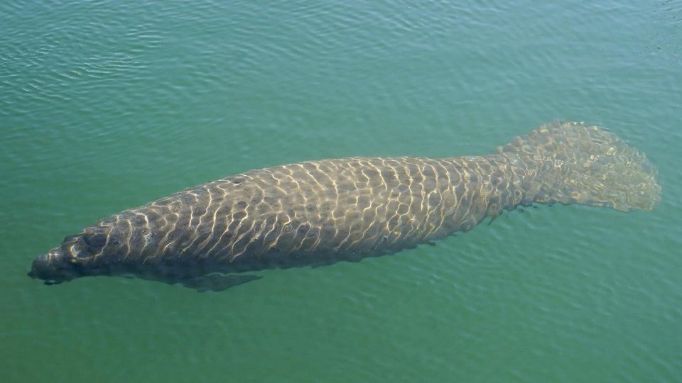 Bradenton: Anna Maria Island Guided Kayaking Manatee Tour - The Itinerary and What’s Included