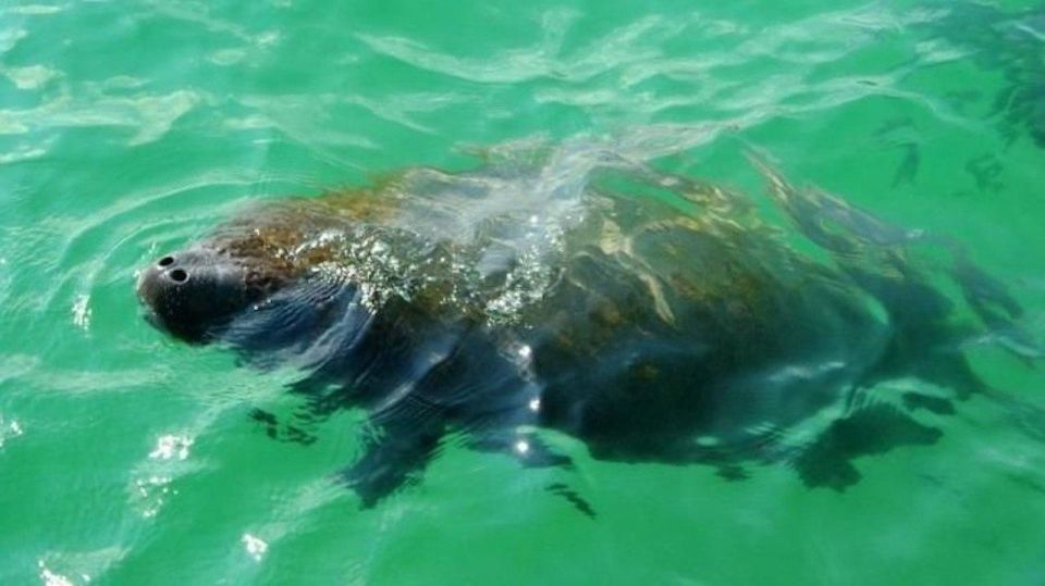 Bradenton: Anna Maria Island Guided Kayaking Manatee Tour - What Makes This Tour Special?