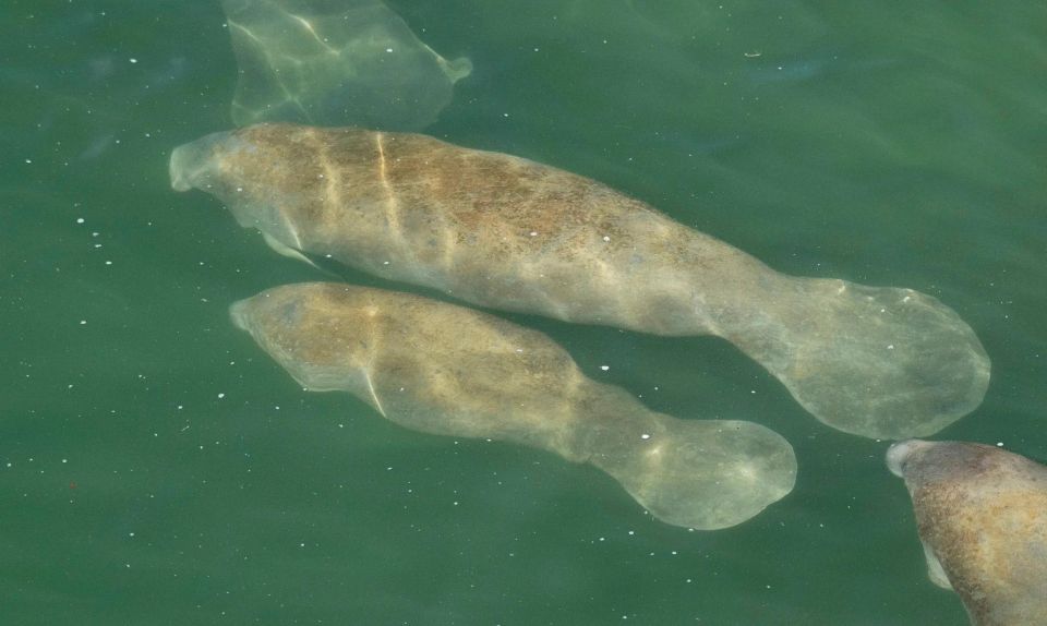 Bradenton: Anna Maria Island Guided Kayaking Manatee Tour - Practical Details and Tips