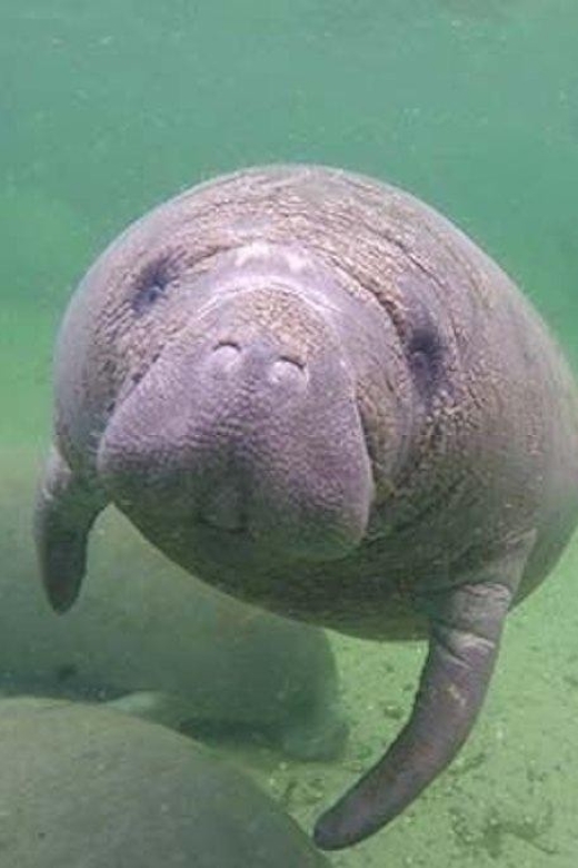 Bradenton: Anna Maria Island Guided Kayaking Manatee Tour - The Sum Up: Why This Tour is a Solid Choice