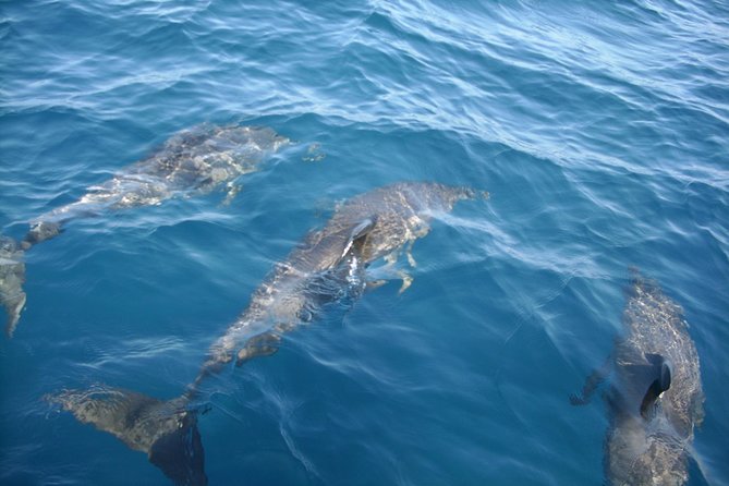 Brevard County Tours, dolphin and manatee tours in Palm Bay, FL - Key Points  