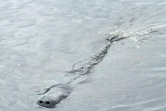 Brevard County Tours, dolphin and manatee tours in Palm Bay, FL - Why This Tour Works for Different Types of Travelers