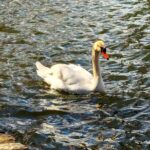 Brooklyns Oasis: Audio Guide to Prospect Park - Practical Details and Why They Matter