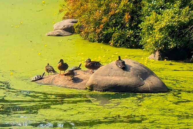 Brooklyns Oasis: Audio Guide to Prospect Park - FAQs
