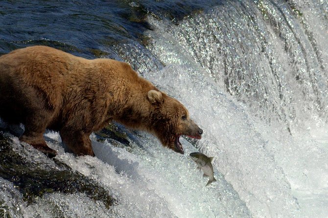 Brooks Falls Katmai Bear Viewing in a Float Plane - An In-Depth Look at the Brooks Falls Katmai Tour