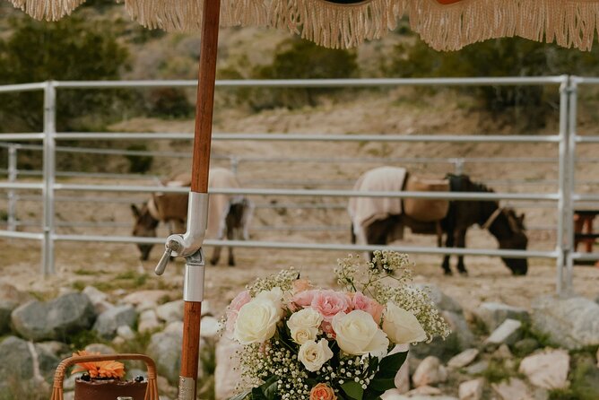 Brunch with Mini Rescue Burros in Southern California - The Detailed Experience: What You Can Expect