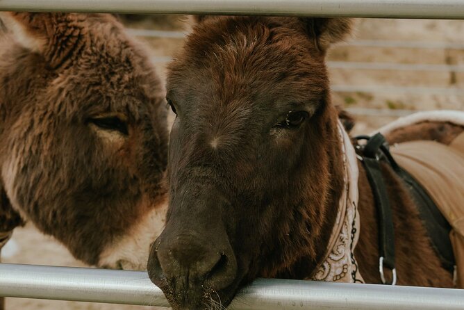 Brunch with Mini Rescue Burros in Southern California - Who Should Consider This Experience