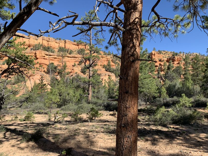 Bryce Canyon City: Horseback Riding Tour in Red Canyon - What to Expect from Your Horseback Ride in Red Canyon