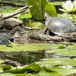 Buckhorn State Park nature hike, kayaking tour, and fishing - An In-Depth Review of the Experience