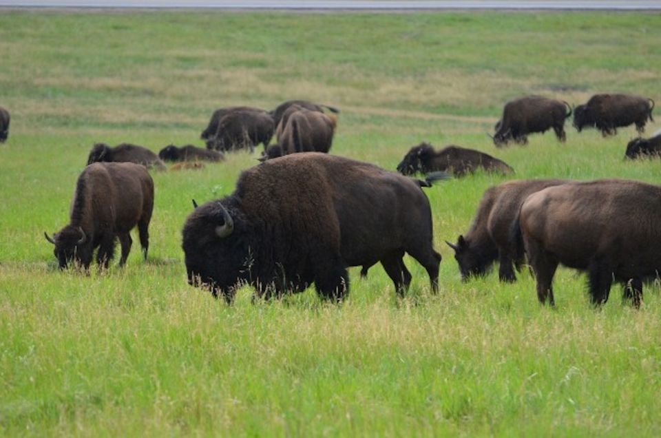 Buffalo Jeep Safari & Mammoth Site Tour - FAQs