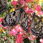 Butterfly Rainforest at Florida Museum of Natural History Ticket - The Verdict: Is it Worth It?