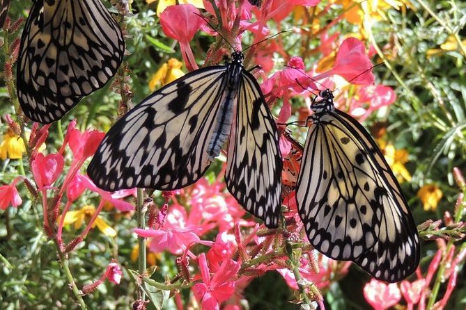 Butterfly Rainforest at Florida Museum of Natural History Ticket - The Verdict: Is it Worth It?
