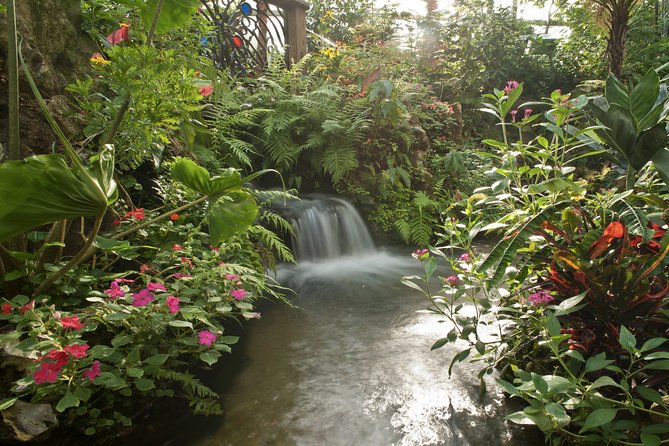 Butterfly Rainforest at Florida Museum of Natural History Ticket - In Summary