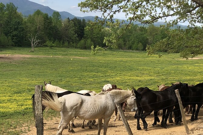 Cades Cove Jeep Tour - Key Points