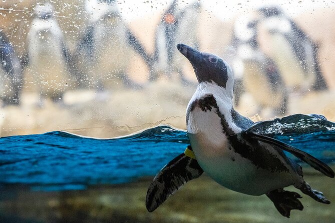 California Academy of Sciences General Admission Ticket - FAQs