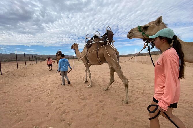 Camel Safari - Camel Ride and Zoo Tour - Is This Tour Right for You?