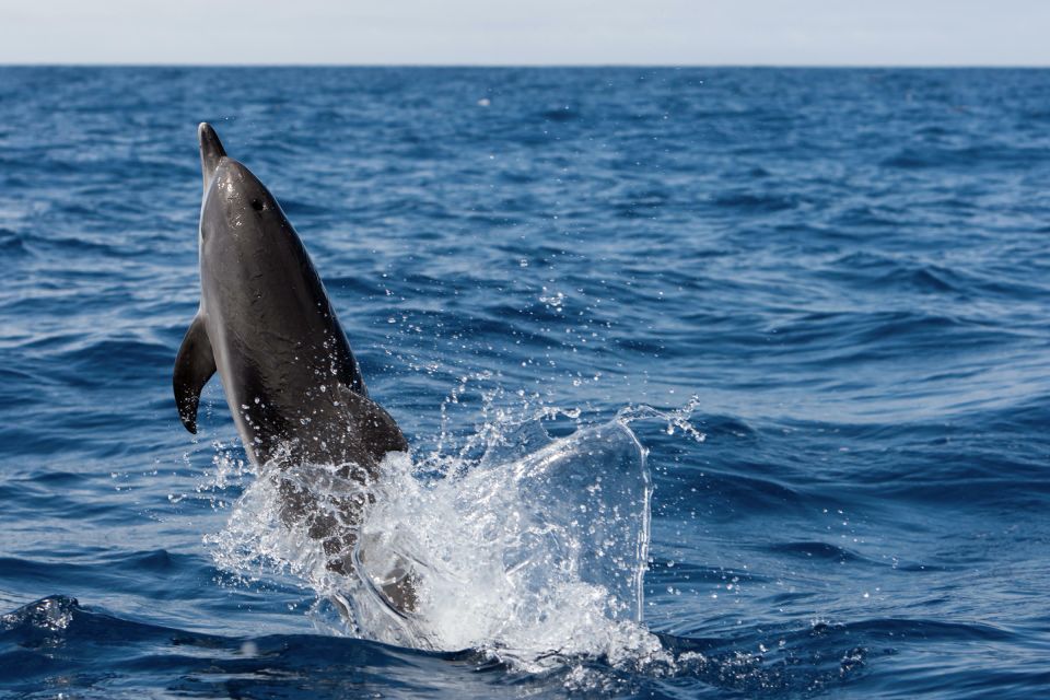 Cape May: 2-Hour Dolphin Watching Cruise - Discover the Charm of Cape May: 2-Hour Dolphin Watching Cruise