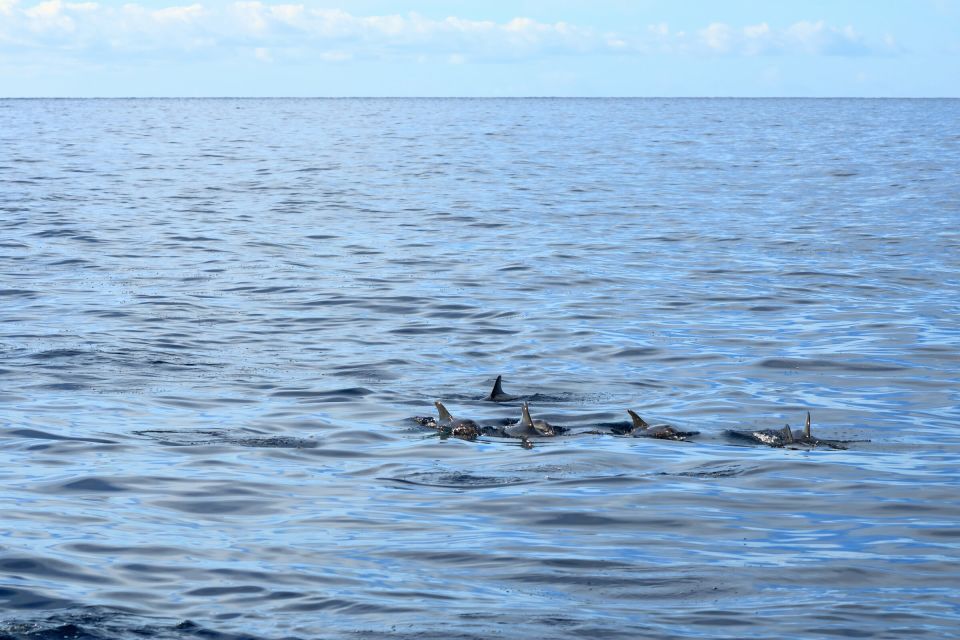 Cape May: 2-Hour Dolphin Watching Cruise - Practical Considerations