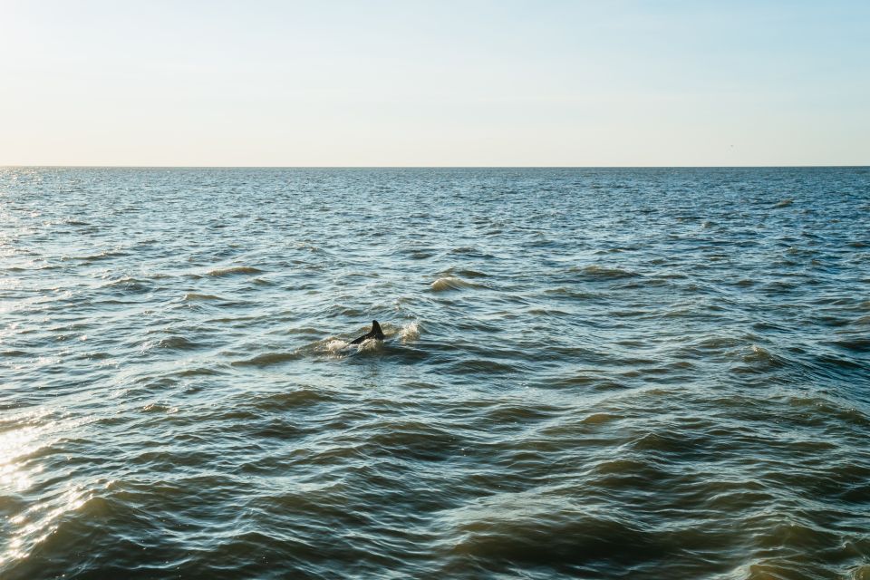 Cape May: Cape May Island Sunset Cruise & Dolphin Watching - Wildlife Sightings and Behavior