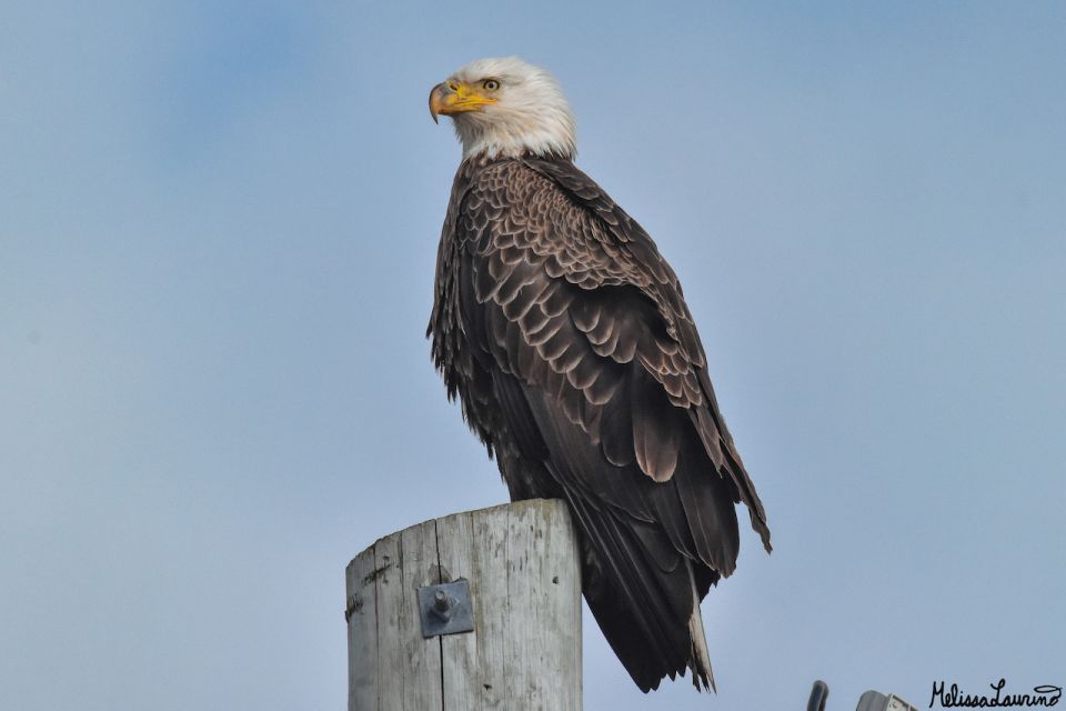 Cape May: Dolphin and Bird Watching Cruise - Key Points