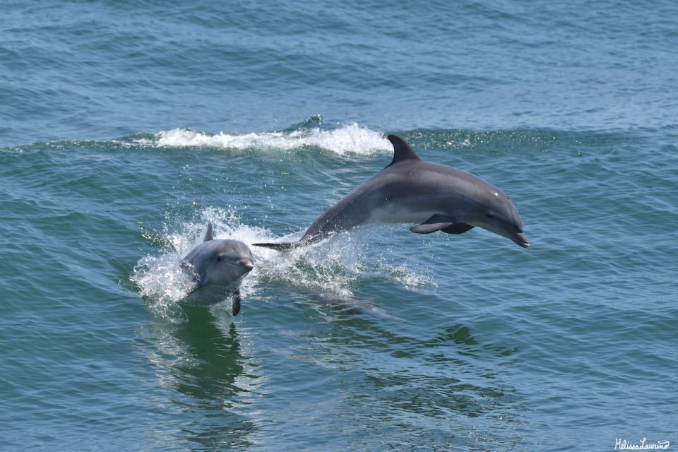 Cape May: Dolphin and Bird Watching Cruise - A Closer Look at the Experience