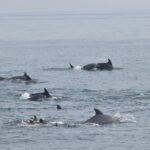 Cape May: Dolphin and Bird Watching Cruise - Authentic Traveler Insights