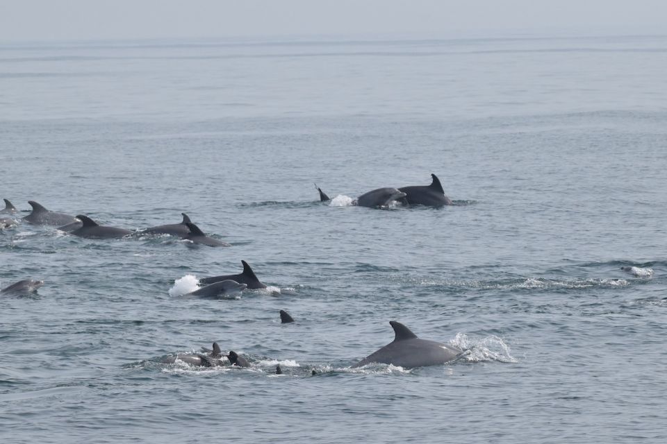 Cape May: Dolphin and Bird Watching Cruise - Authentic Traveler Insights