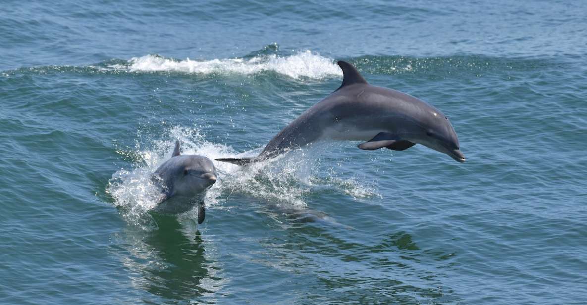Cape May: Dolphin and Bird Watching Cruise - Why This Tour Fits the Right Traveler