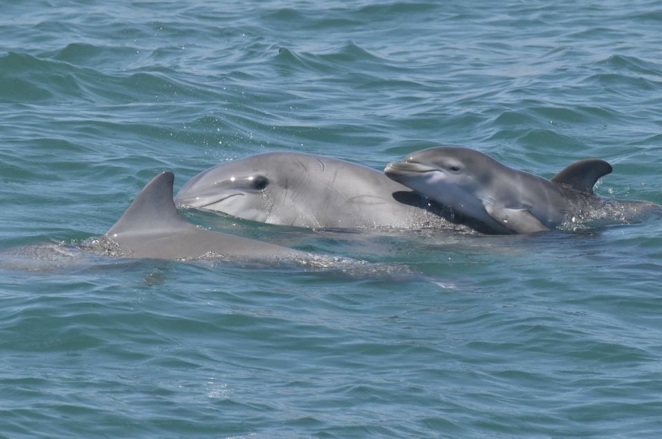 Cape May: Dolphin and Bird Watching Cruise - FAQ