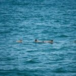Cape May: Jersey Shore Whale and Dolphin Watching Cruise - Who Will Love This Tour?