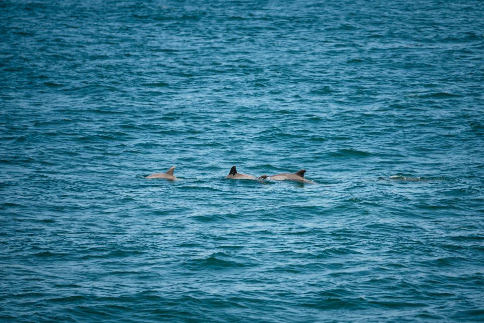 Cape May: Jersey Shore Whale and Dolphin Watching Cruise - Who Will Love This Tour?